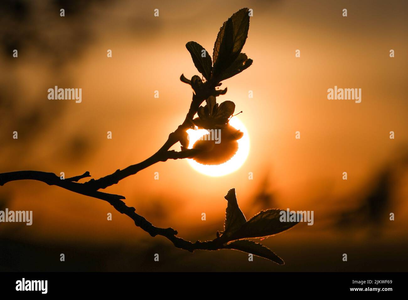 beautiful colored photograph of a spring object Stock Photo - Alamy