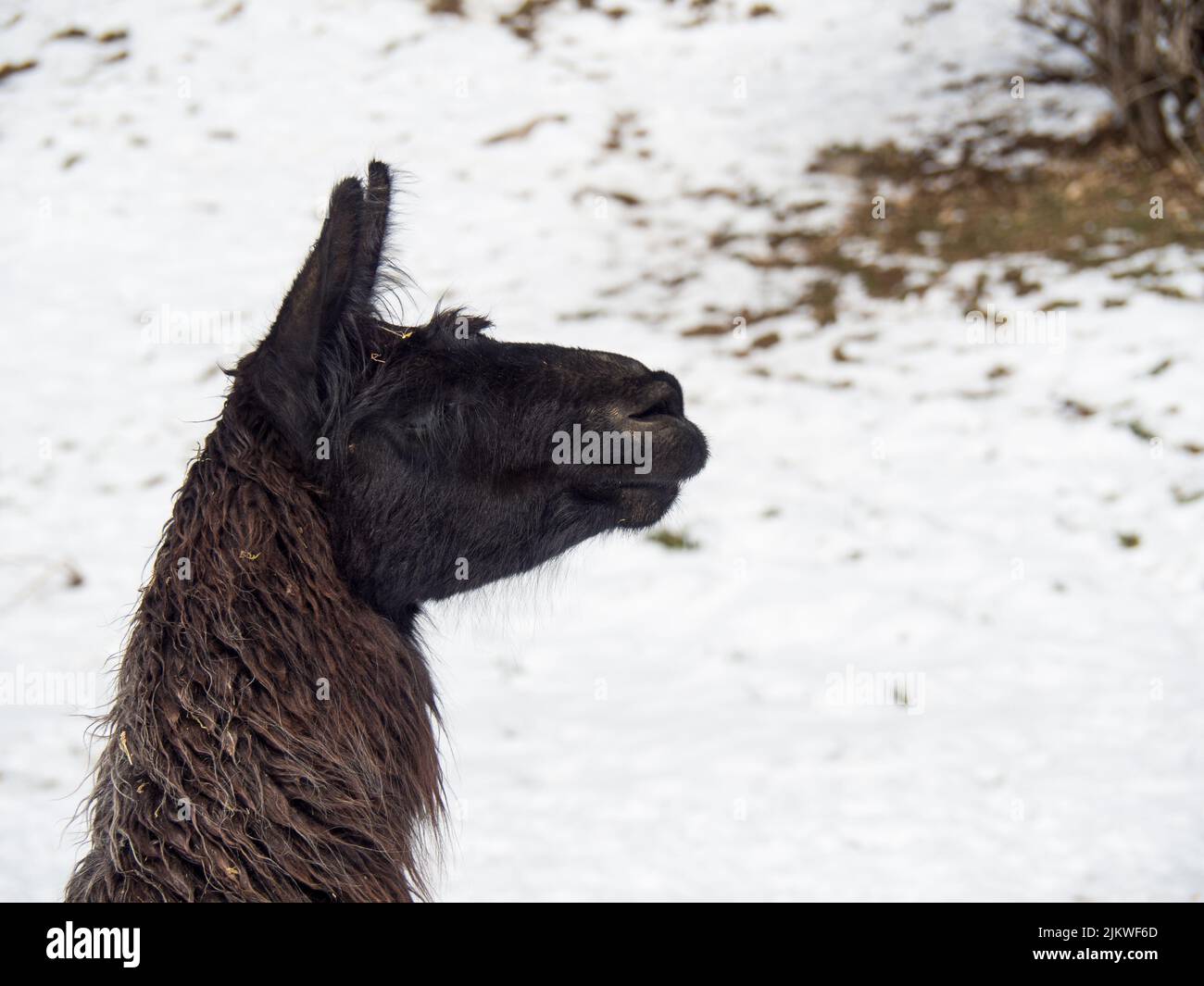 Llama head closeup hi-res stock photography and images - Alamy