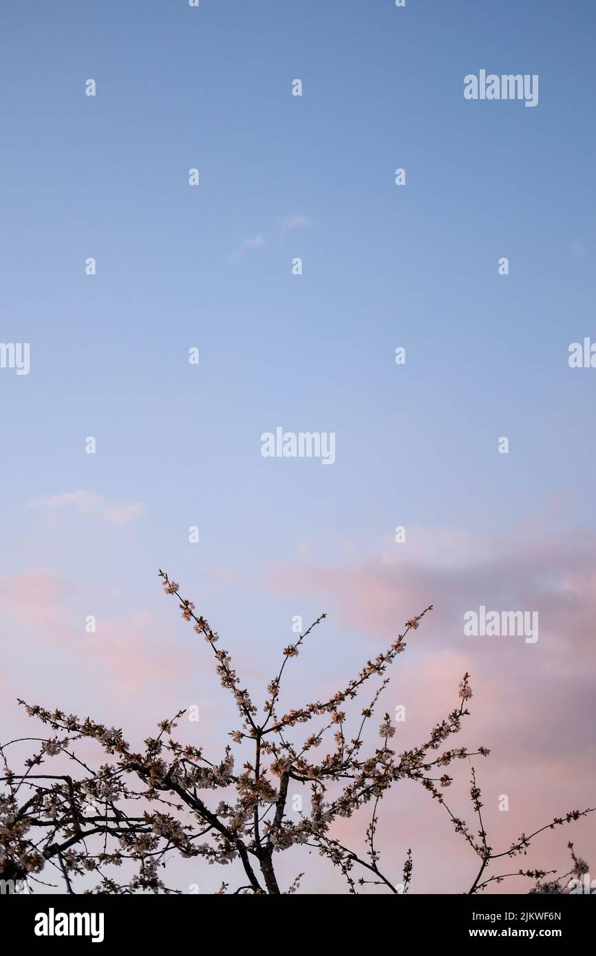 beautiful colored photograph of a spring object Stock Photo - Alamy