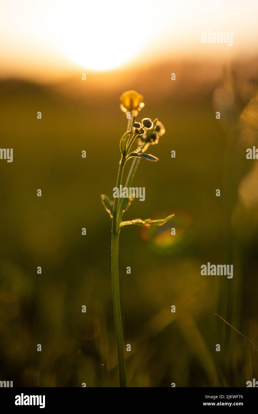 beautiful colored photograph of a spring object Stock Photo - Alamy