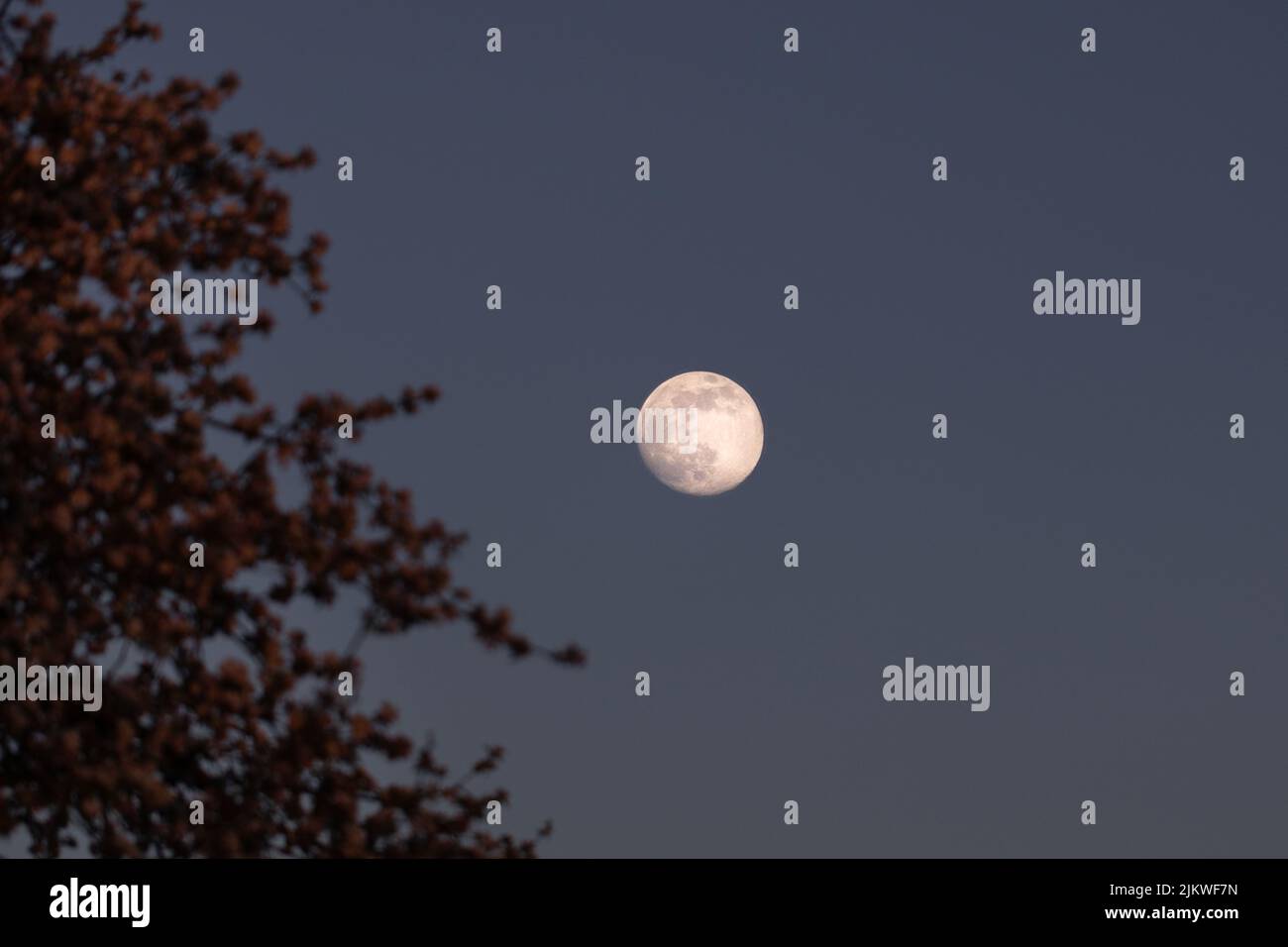 The bright and big full moon in the blue sunset sky from the frame of ...