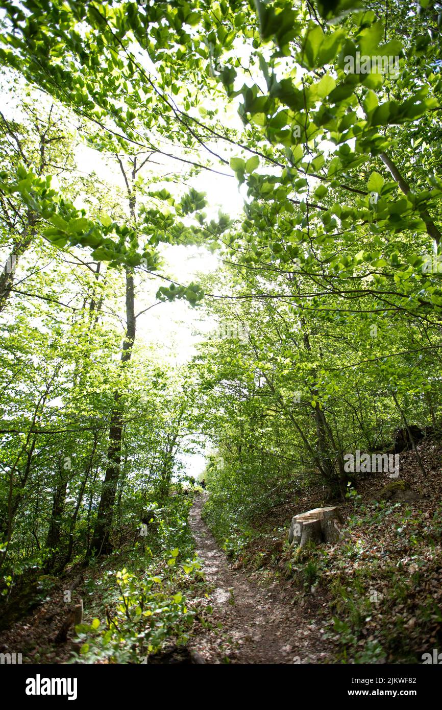 beautiful colored photograph of a spring object Stock Photo - Alamy