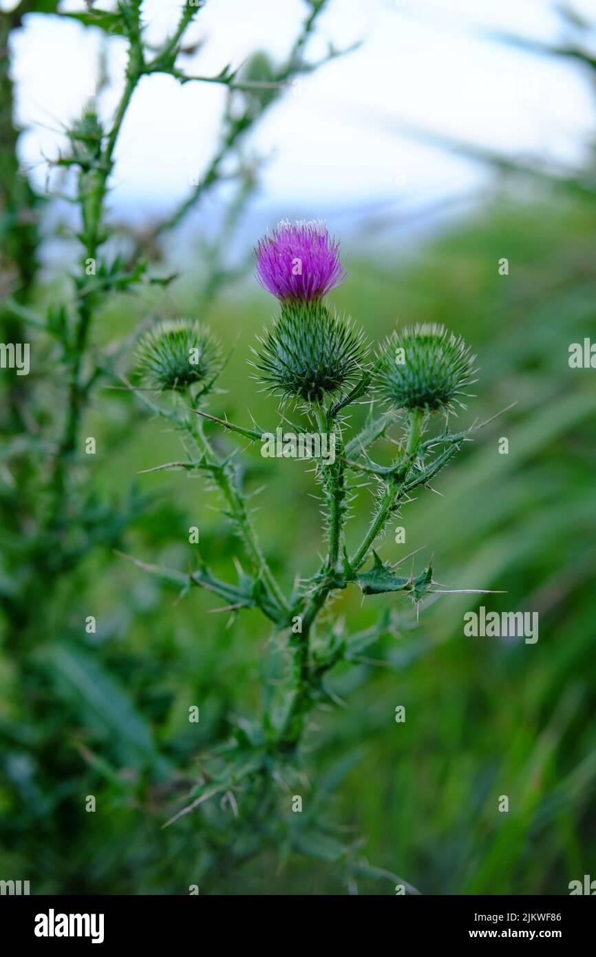 Farmland flora hi-res stock photography and images - Alamy