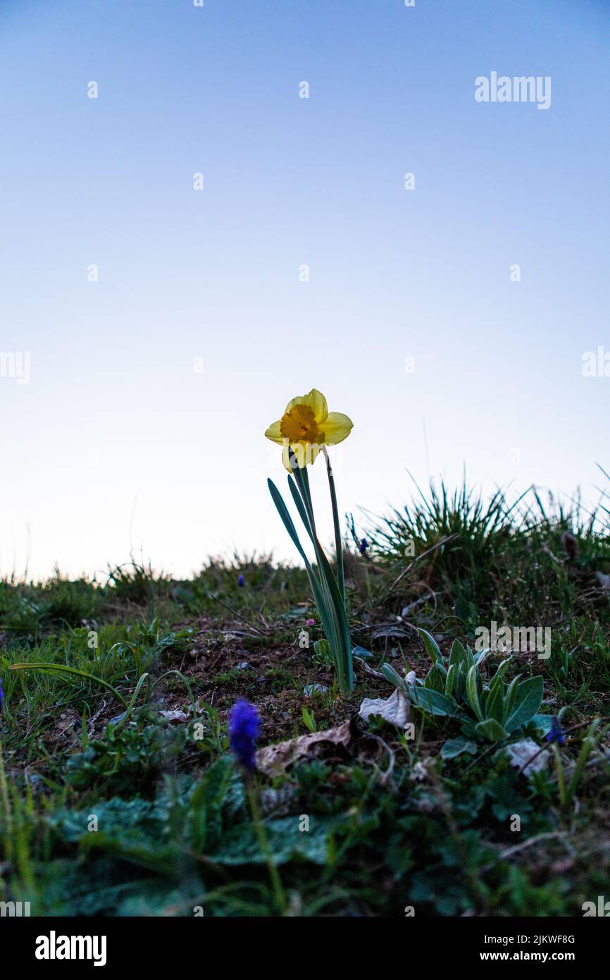 beautiful colored photograph of a spring object Stock Photo - Alamy