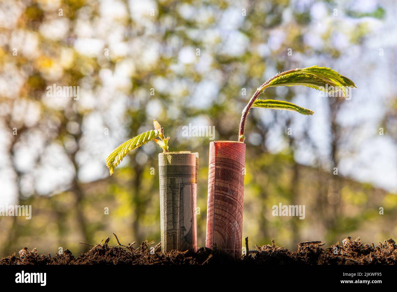 money tree euro finance green Stock Photo - Alamy