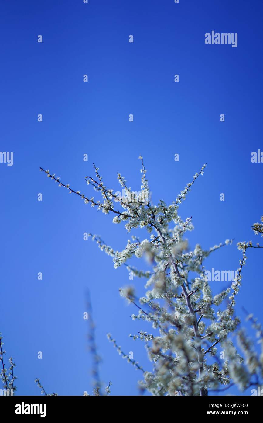 beautiful colored photograph of a spring object Stock Photo - Alamy