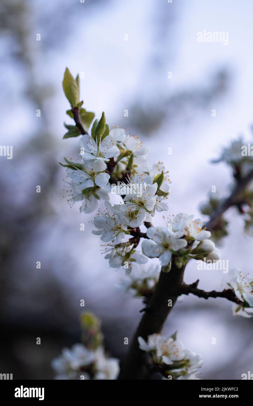 beautiful colored photograph of a spring object Stock Photo - Alamy