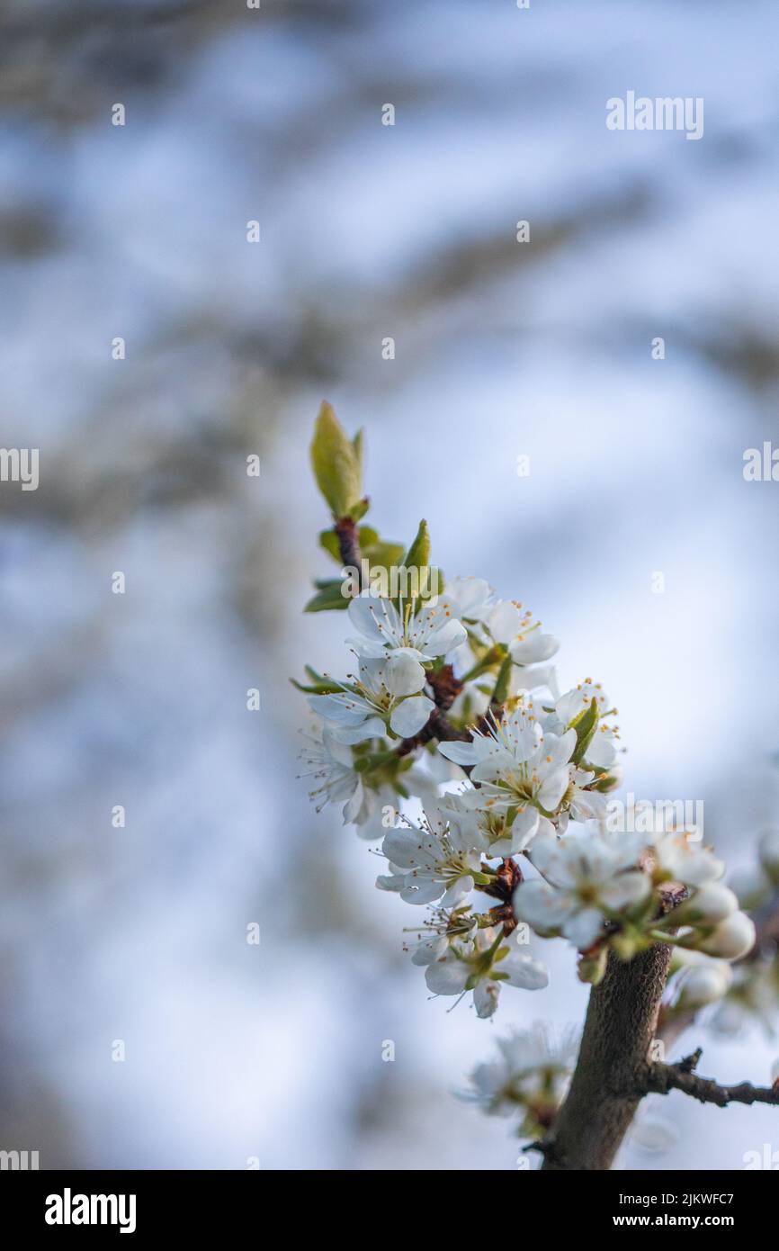 beautiful colored photograph of a spring object Stock Photo - Alamy