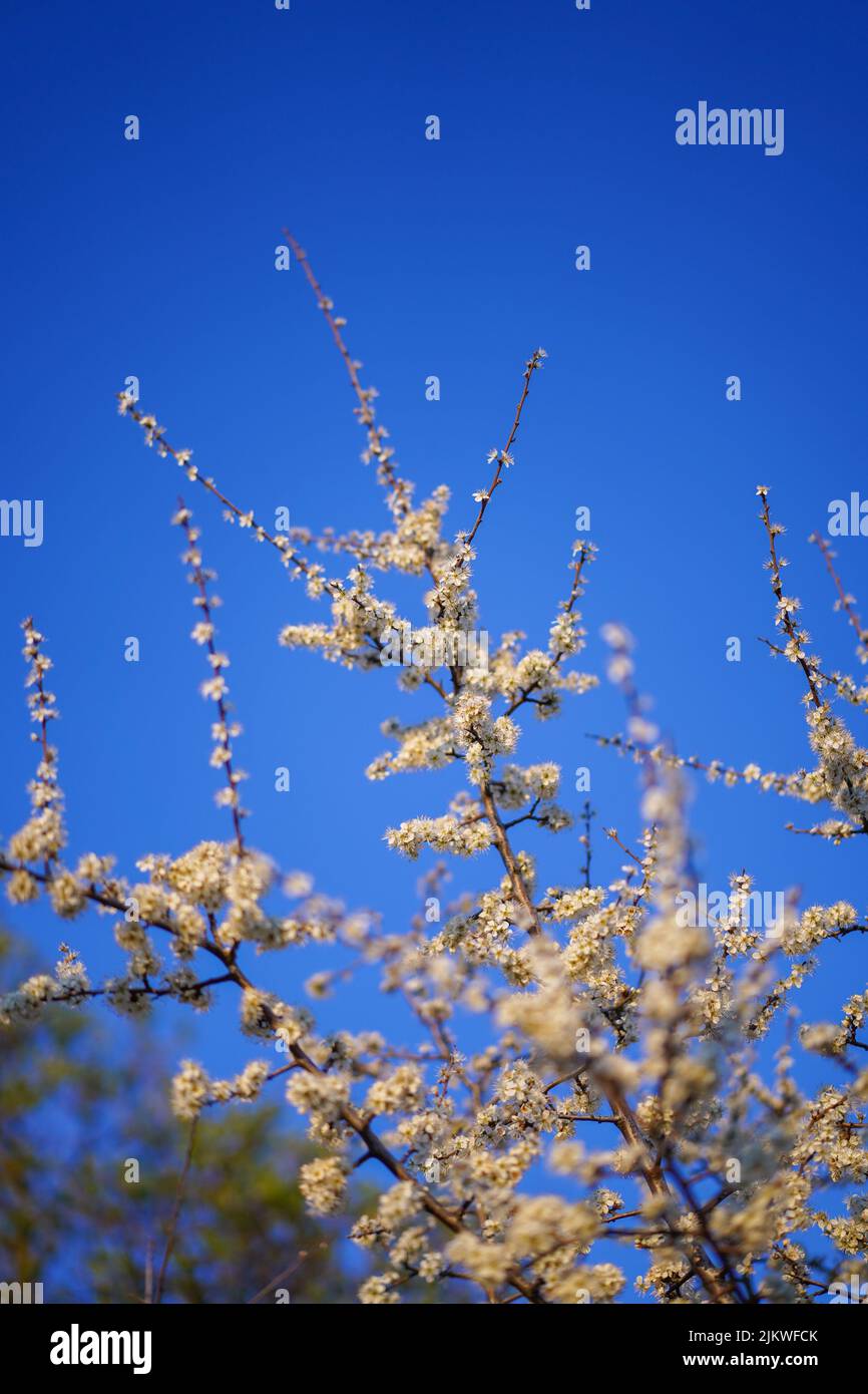 beautiful colored photograph of a spring object Stock Photo - Alamy