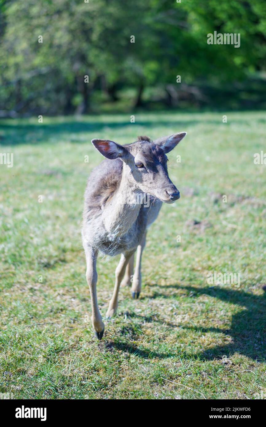Deer standing on grass hi-res stock photography and images - Alamy