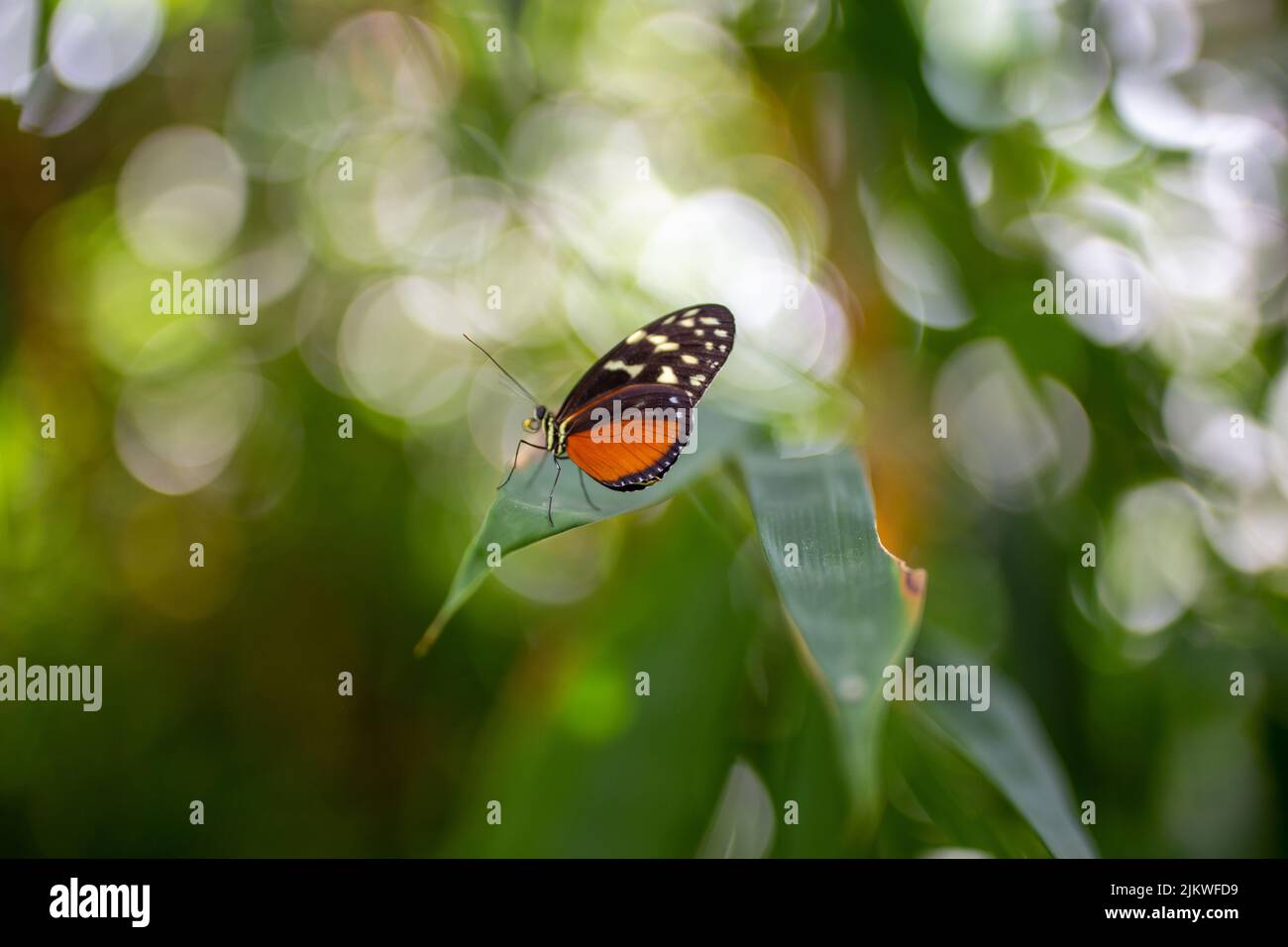 beautiful colored photograph of a spring object Stock Photo - Alamy