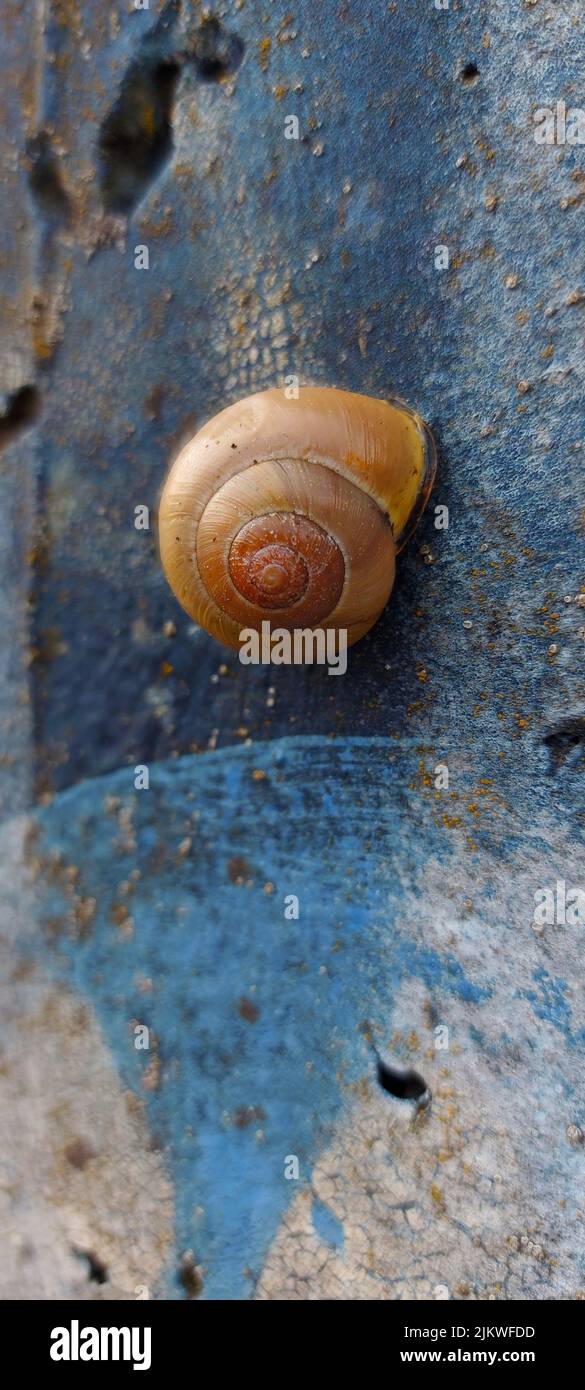 Spindle snail hi-res stock photography and images - Alamy
