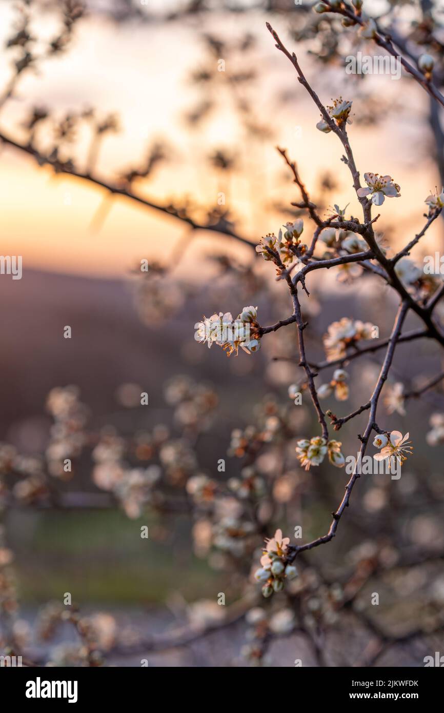 beautiful colored photograph of a spring object Stock Photo - Alamy