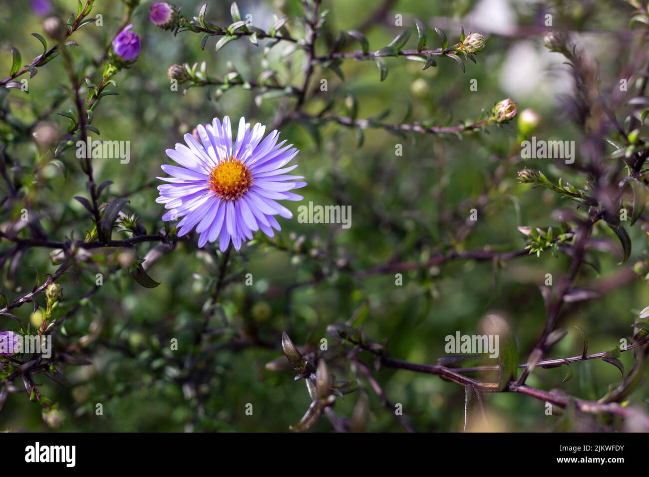 beautiful colored photograph of a spring object Stock Photo - Alamy
