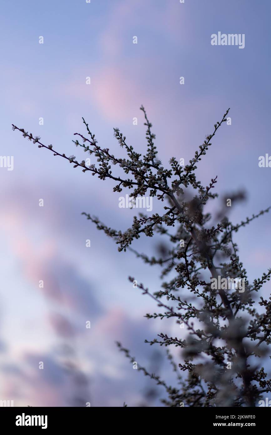 beautiful colored photograph of a spring object Stock Photo - Alamy