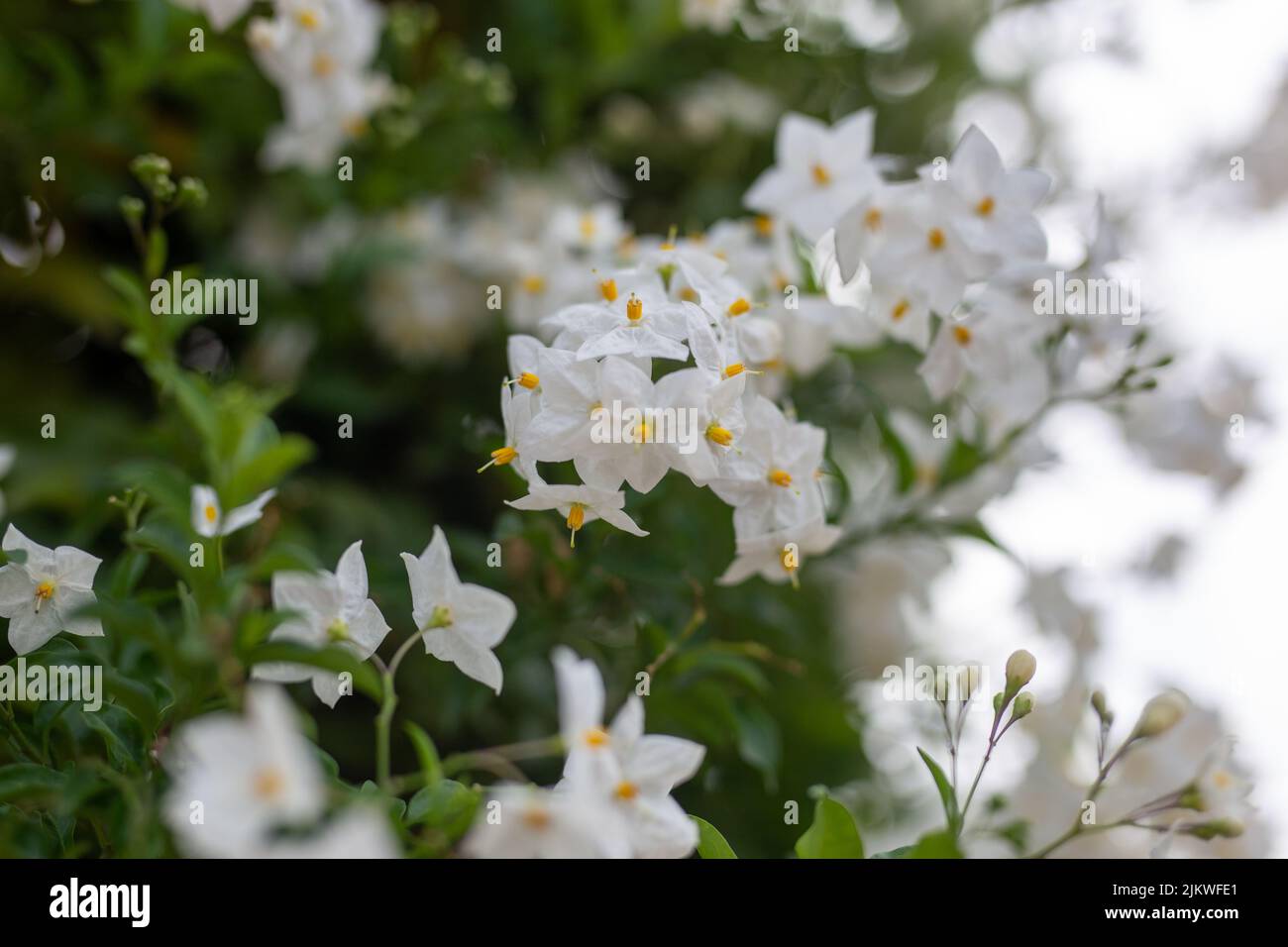beautiful colored photograph of a spring object Stock Photo - Alamy
