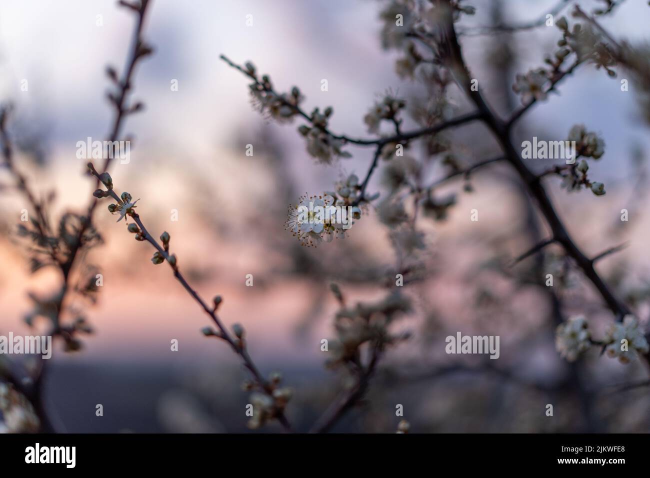 beautiful colored photograph of a spring object Stock Photo - Alamy
