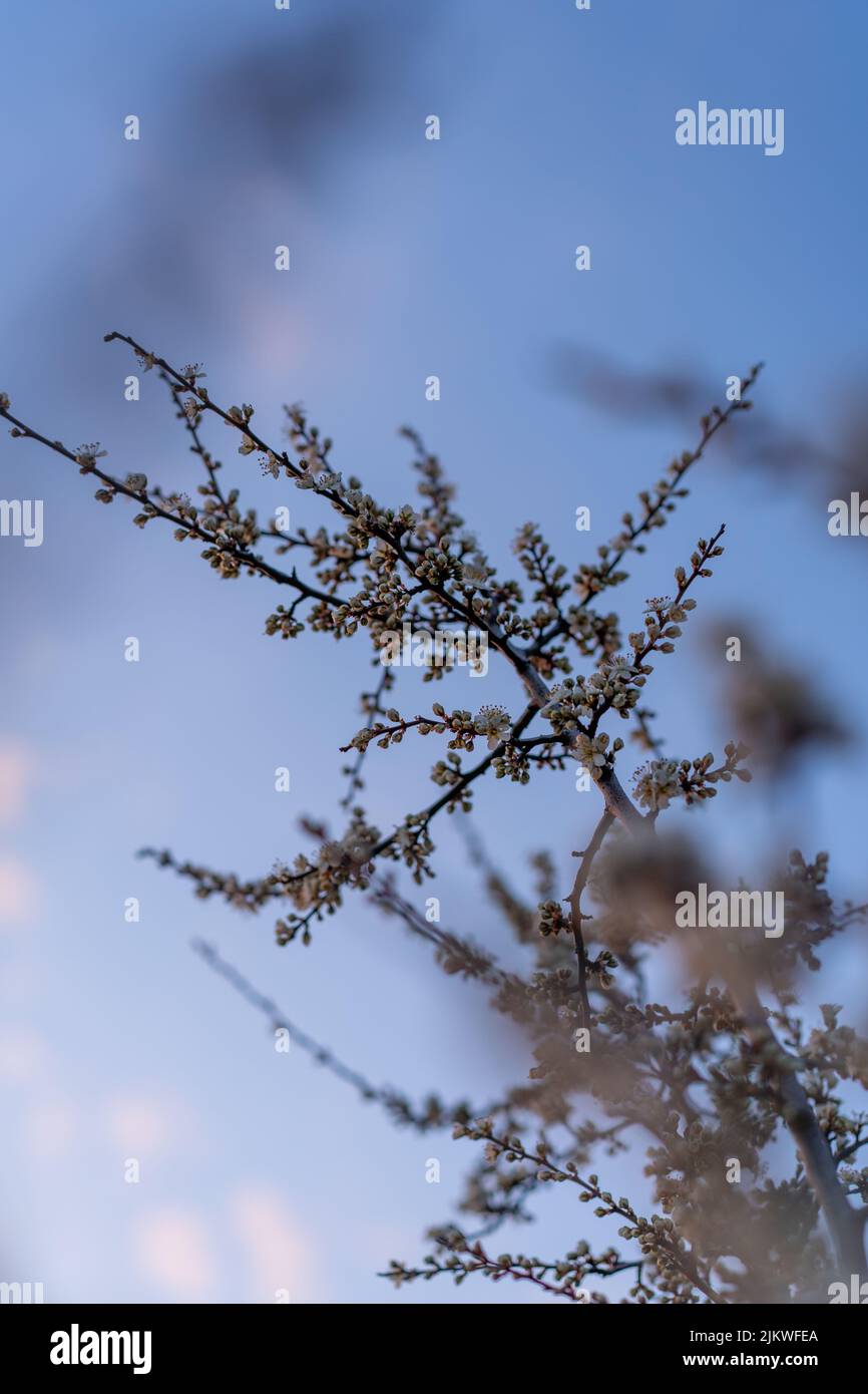 beautiful colored photograph of a spring object Stock Photo - Alamy