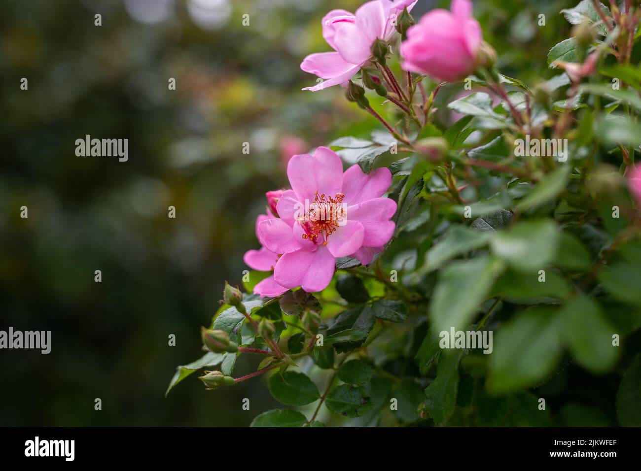 Rose flower field hi-res stock photography and images - Alamy