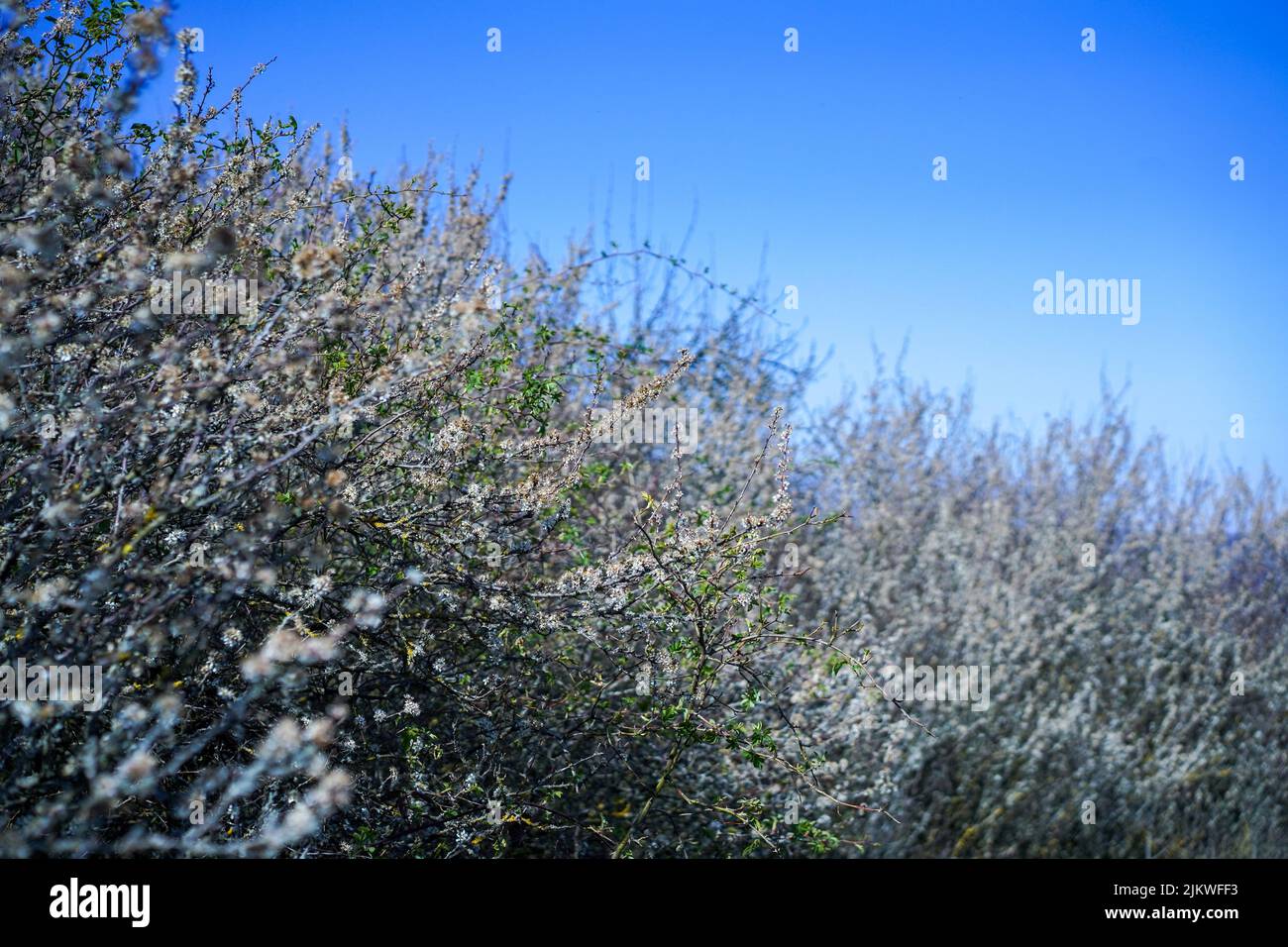 beautiful colored photograph of a spring object Stock Photo - Alamy