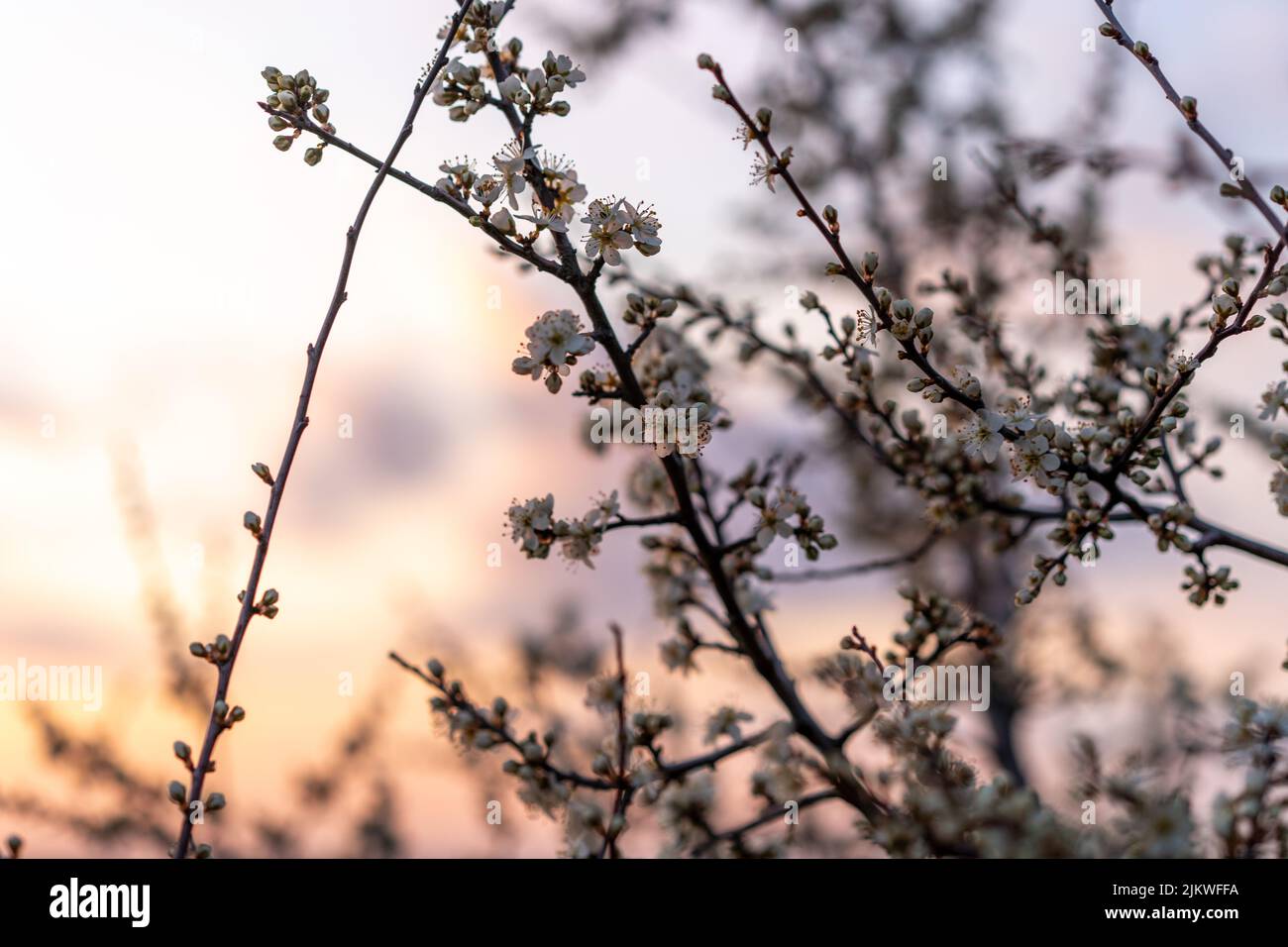 beautiful colored photograph of a spring object Stock Photo - Alamy