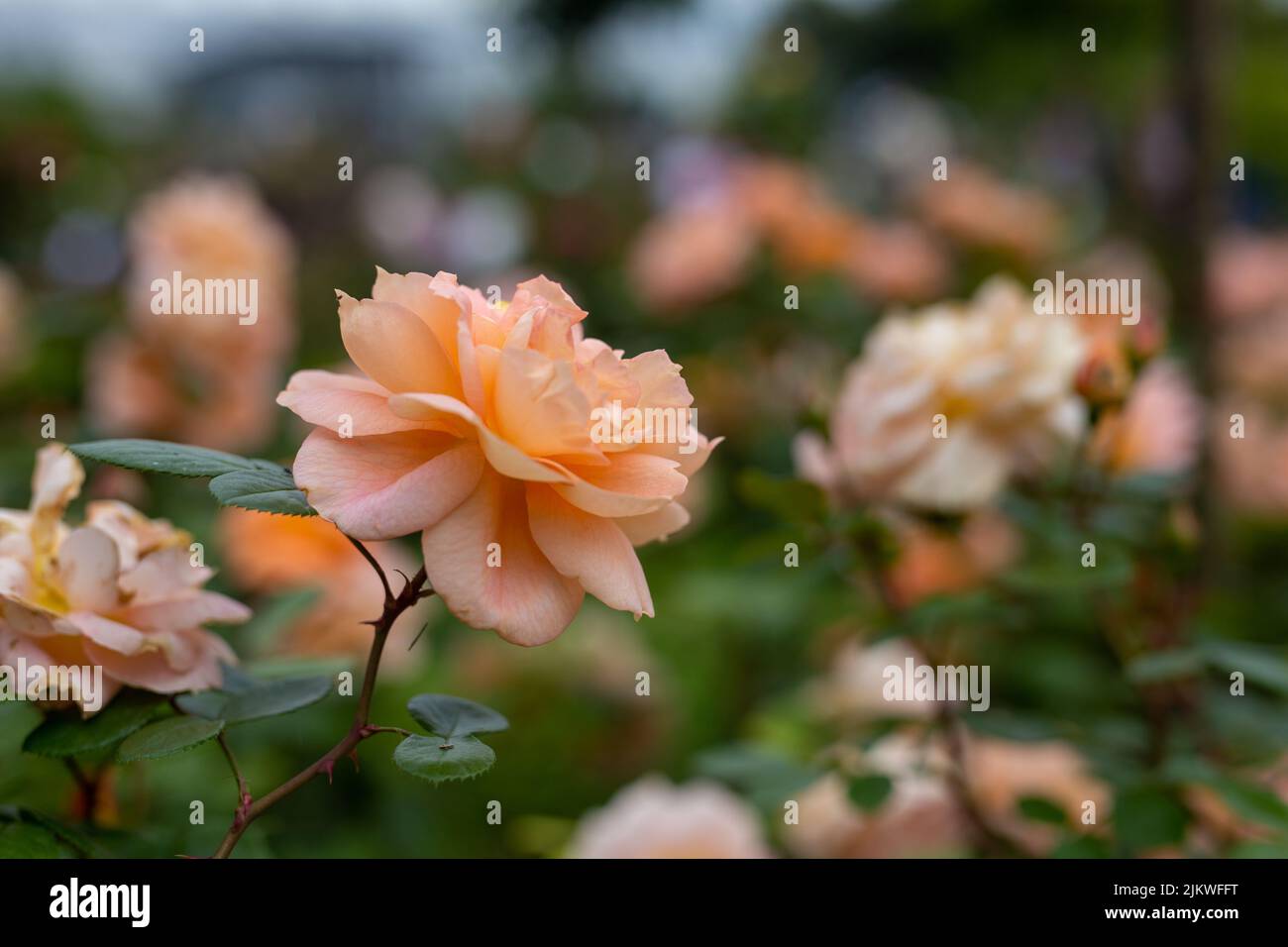 A peachy rose growing in a garden Stock Photo - Alamy