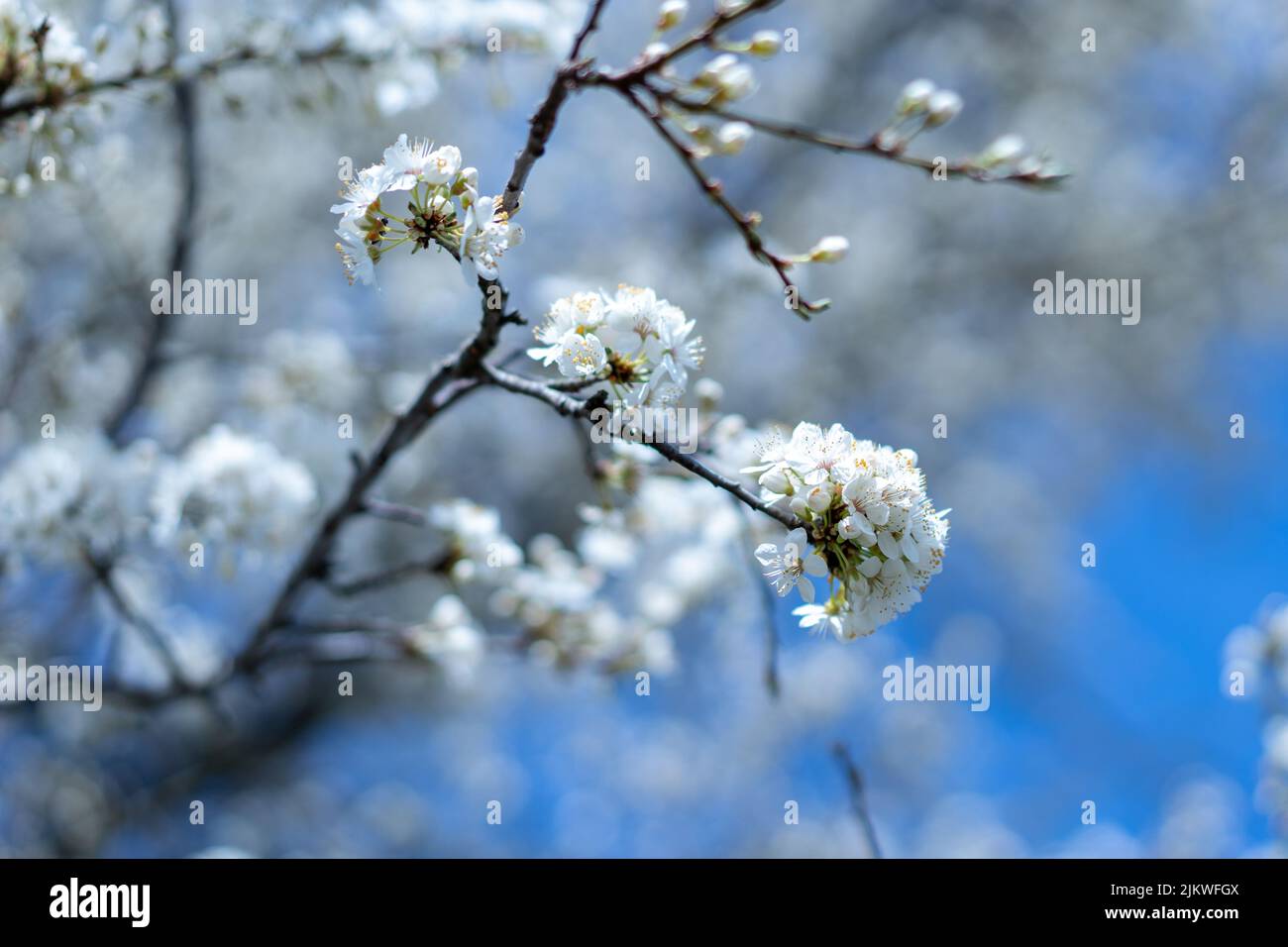Bloomed cherry tree hi-res stock photography and images - Alamy