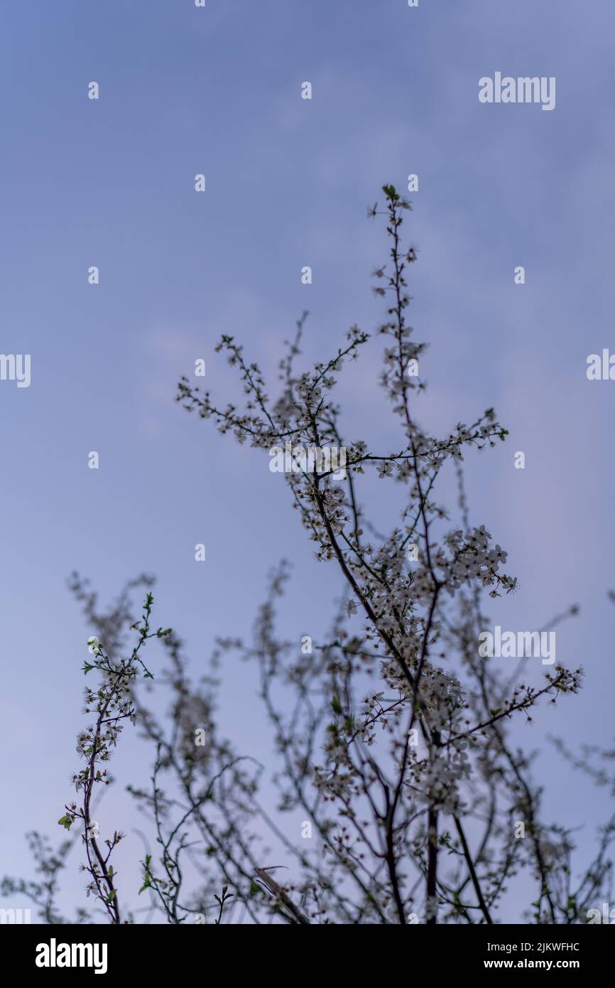 beautiful colored photograph of a spring object Stock Photo - Alamy