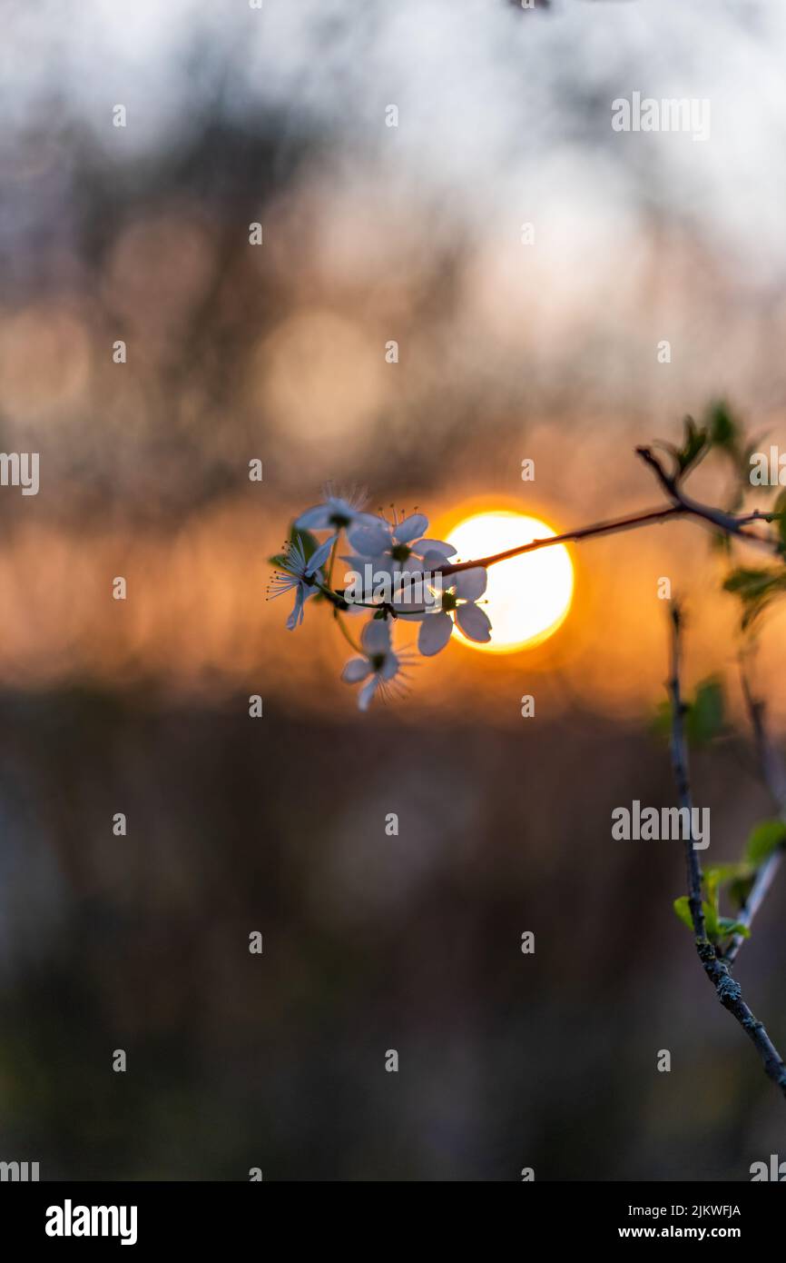 beautiful colored photograph of a spring object Stock Photo - Alamy