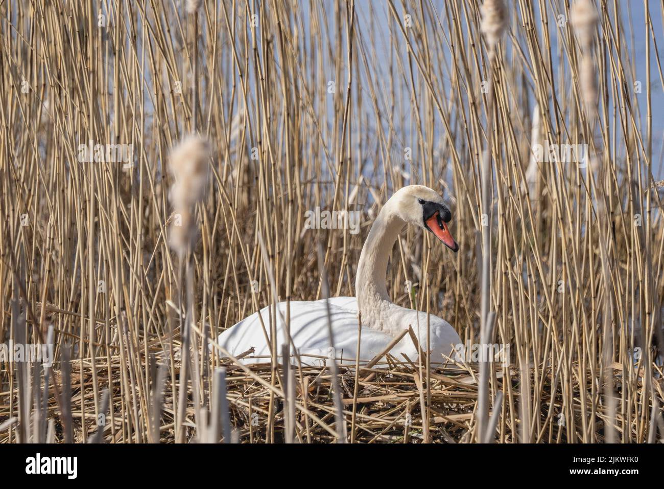 Lovely colours hi-res stock photography and images - Alamy