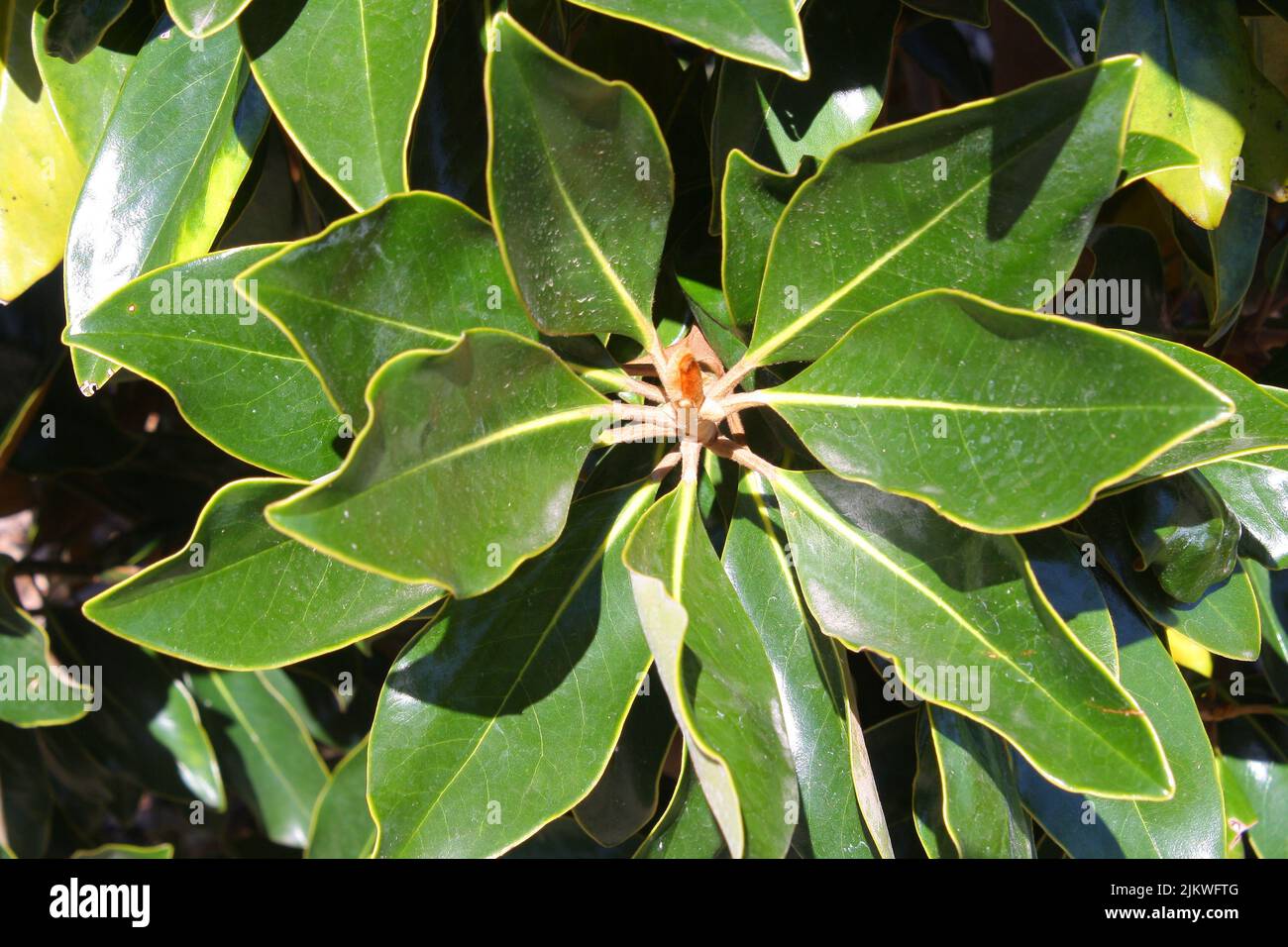 A close-up shot of Ficus rubbery leaves Stock Photo - Alamy