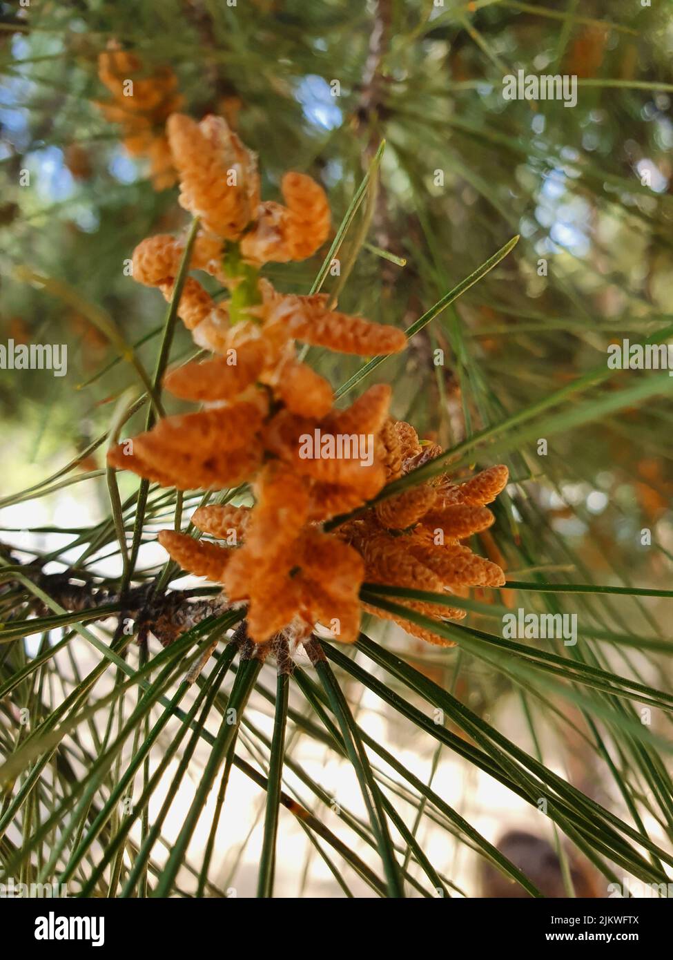 Pine tree flower hi-res stock photography and images - Alamy