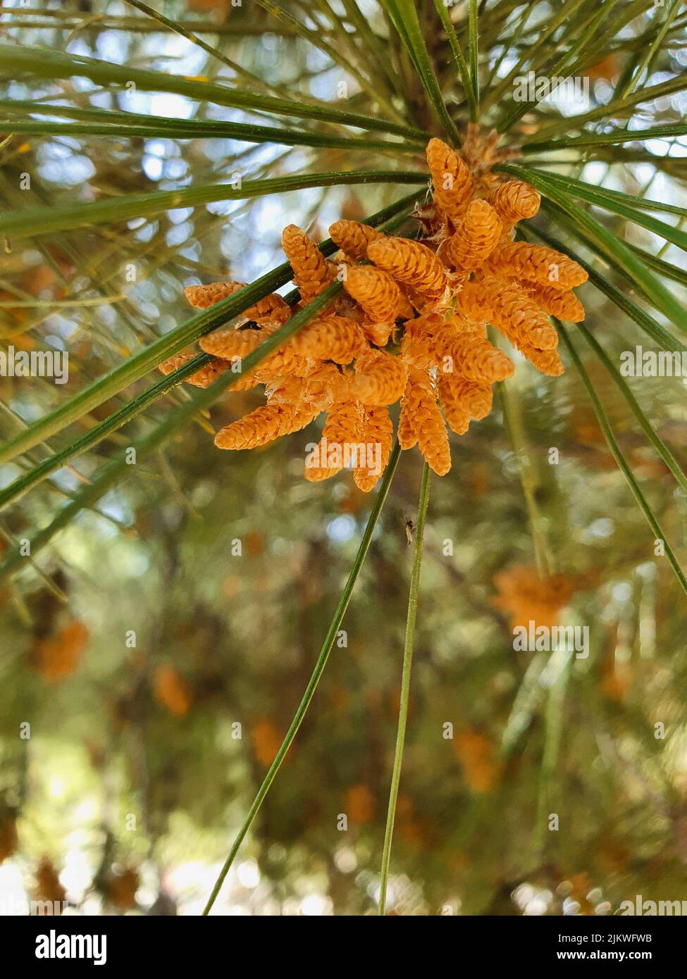A vertical closeup of orange cones of a pine tree Stock Photo - Alamy