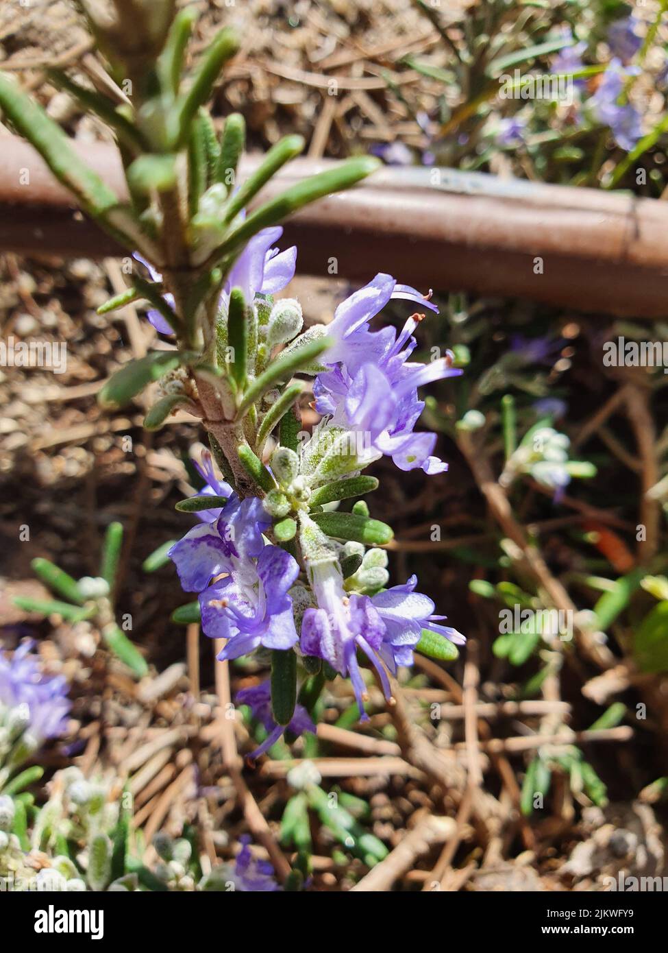 A vertical macro shot of purple rosemary flowers (Salvia rosmarinus ...