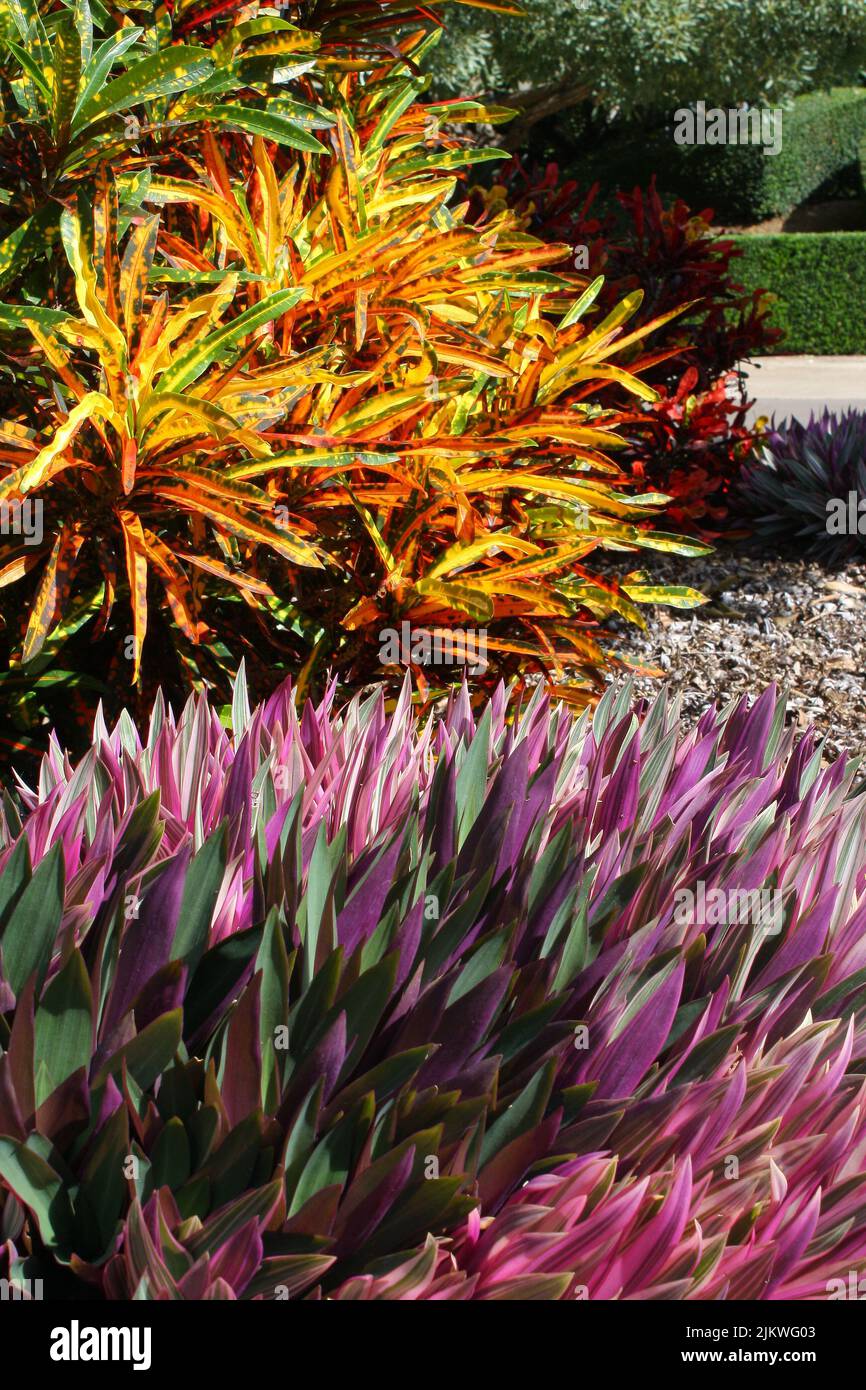 Oyster plant hi-res stock photography and images - Alamy
