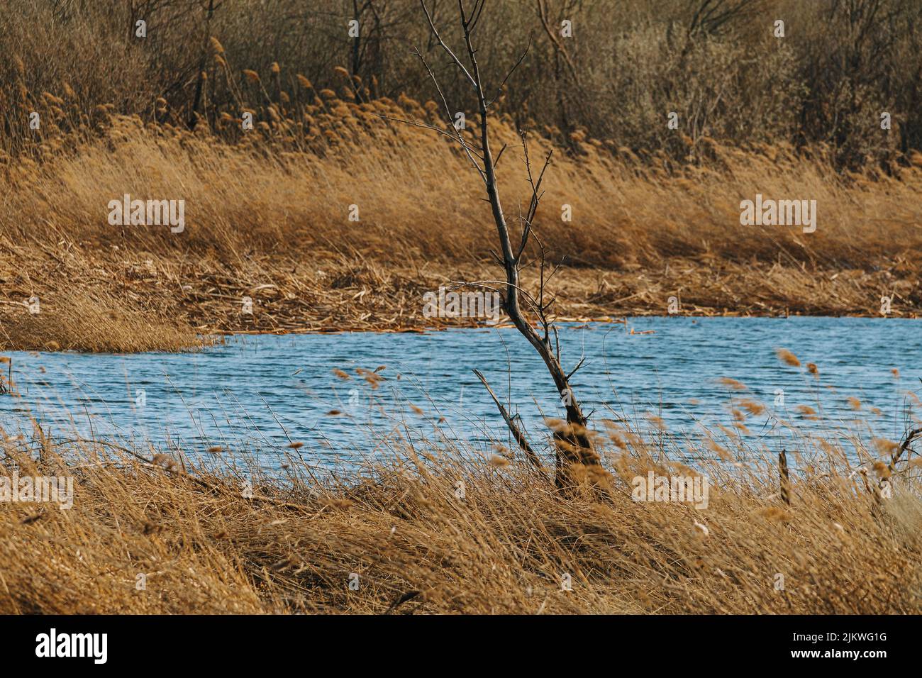 Summer dry pond hi-res stock photography and images - Alamy