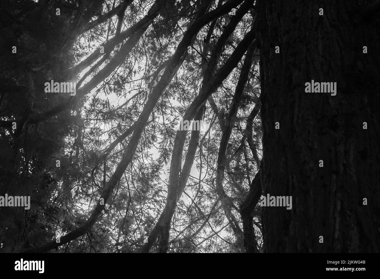 A grayscale bottom shot of a pine tree with many branches Stock Photo ...