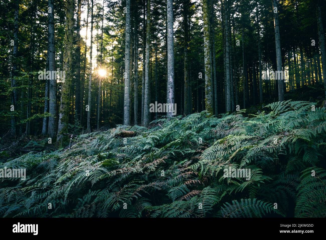 Tall trees in fern hi-res stock photography and images - Alamy