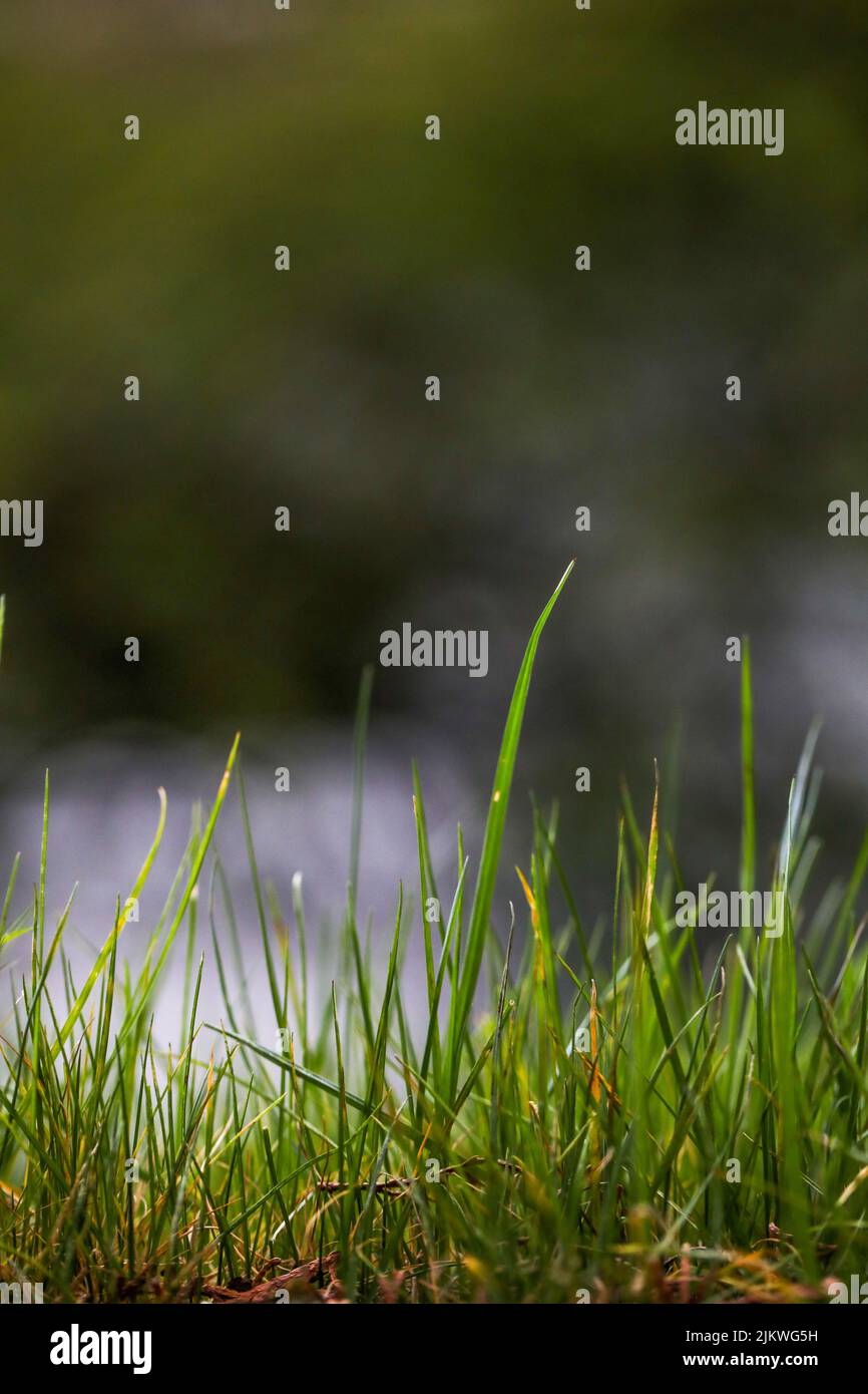 A vertical close-up shot of grass in a blurry background Stock Photo ...
