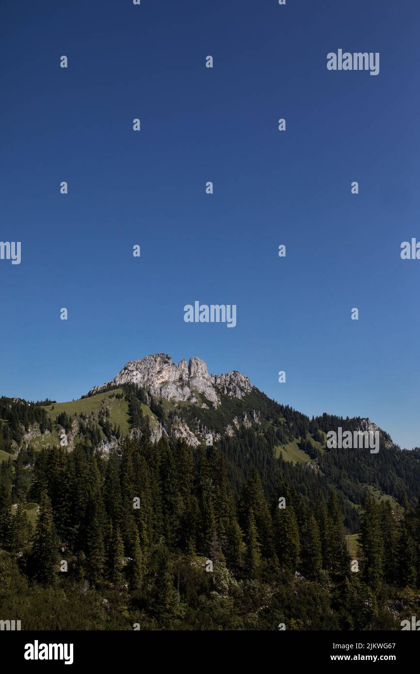 Beautiful shot spruces growing hi-res stock photography and images - Alamy