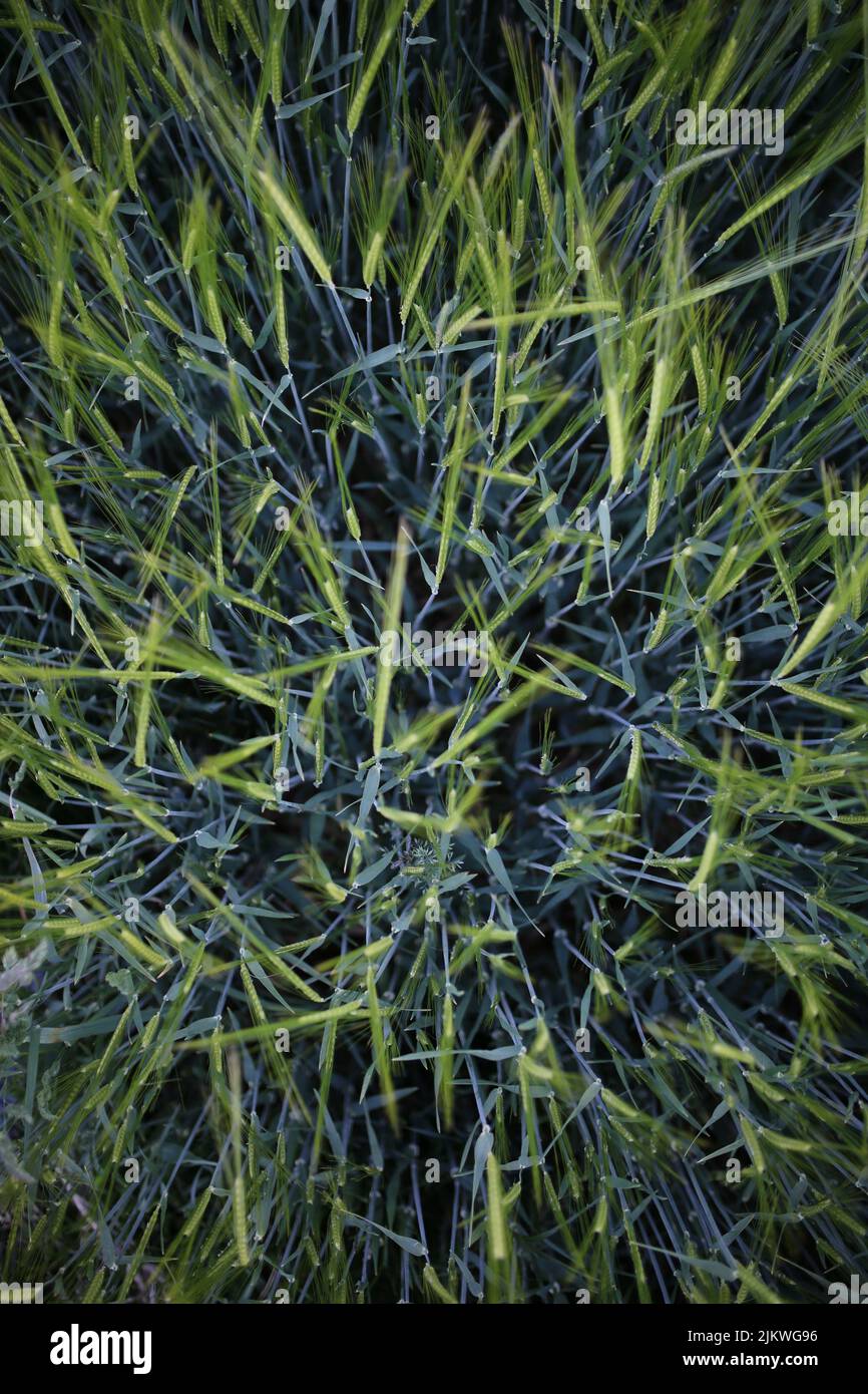 Nature frame vertical hi-res stock photography and images - Alamy