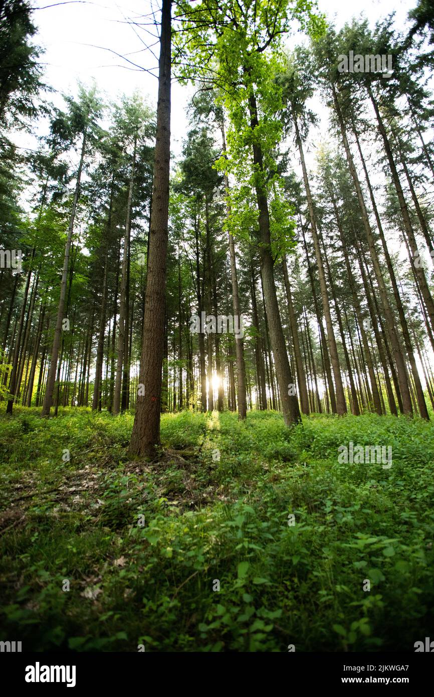 Tall growing trees hi-res stock photography and images - Alamy