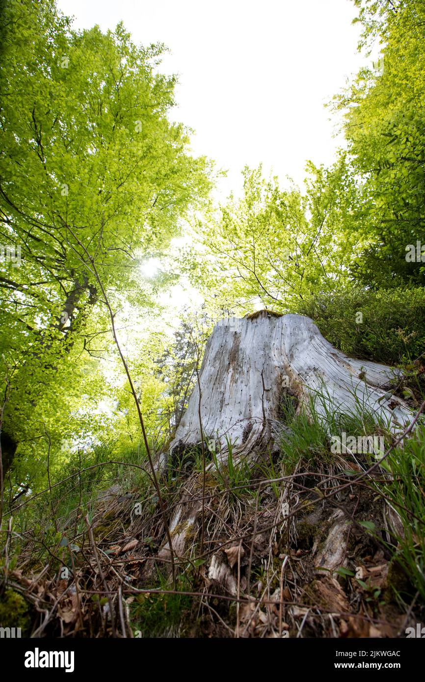 Bottom up in a tree stump hi-res stock photography and images - Alamy