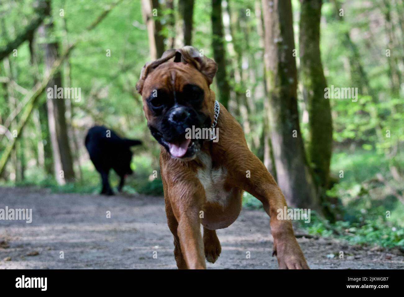 A selective focus shot of a brown boxer dog in the forest with a crazy ...