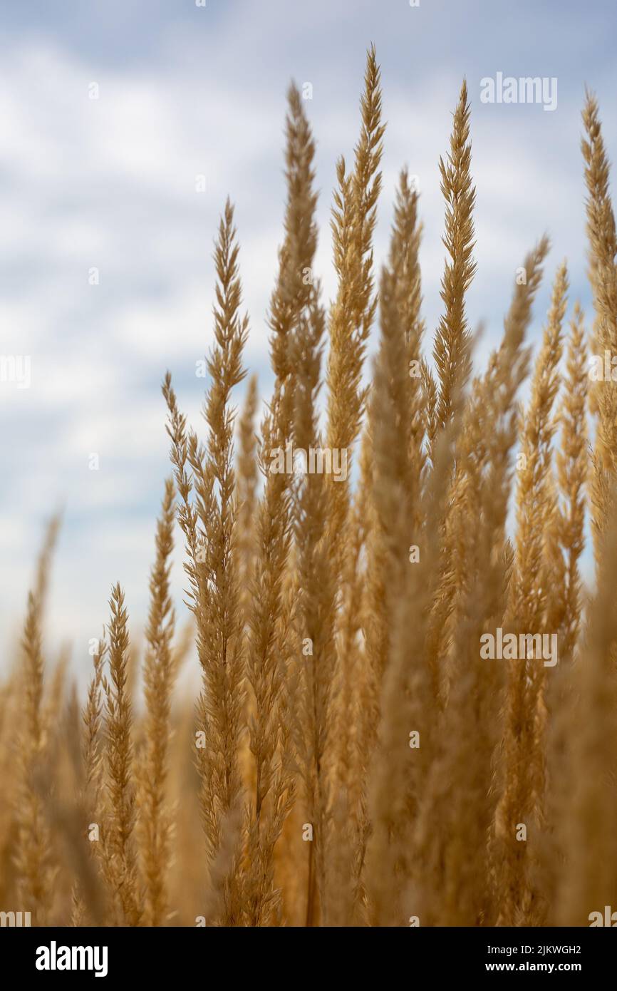 Blooming dry environment plants hi-res stock photography and images - Alamy