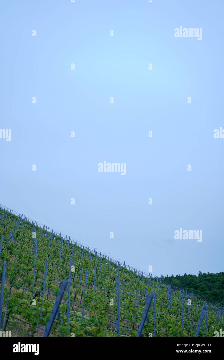 A vertical shot of a vineyards on a background of a landscape under a ...