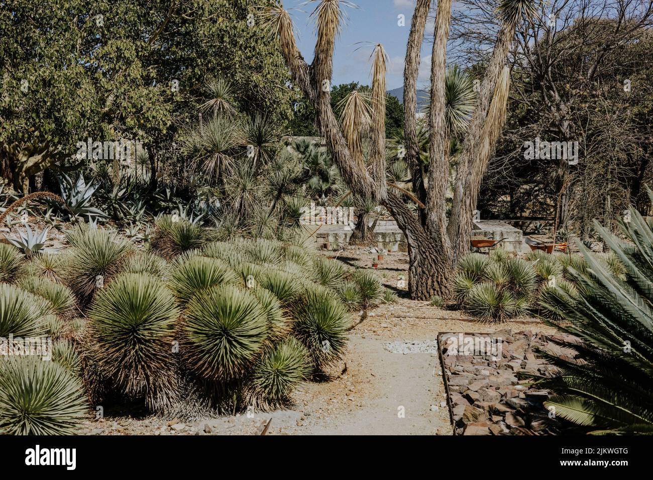 Cactuses grass hi-res stock photography and images - Alamy