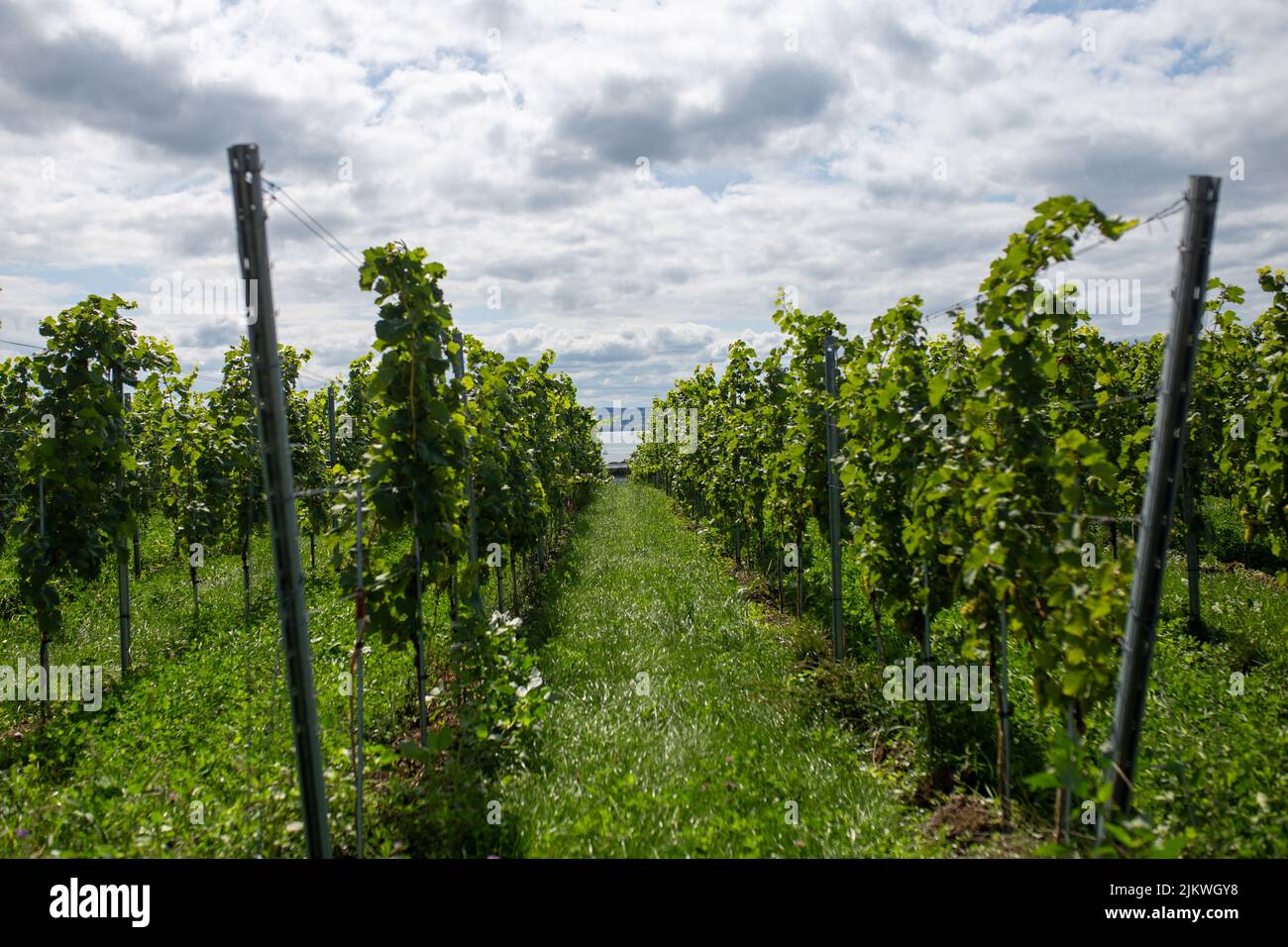 A beautiful shot of a fruit field in a green field under the cloudy ...