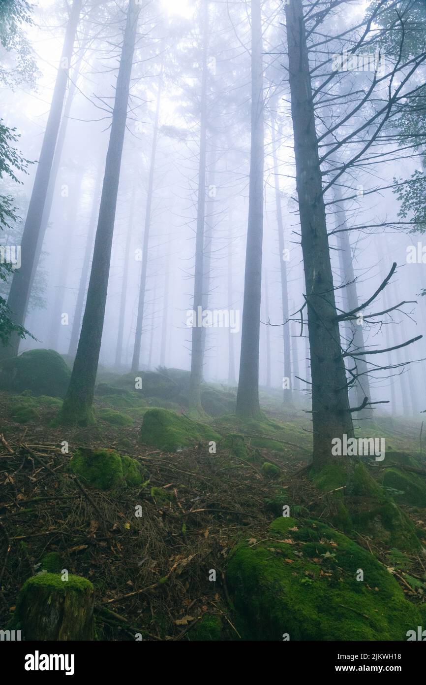 Fog covered trees in mountains hi-res stock photography and images - Alamy