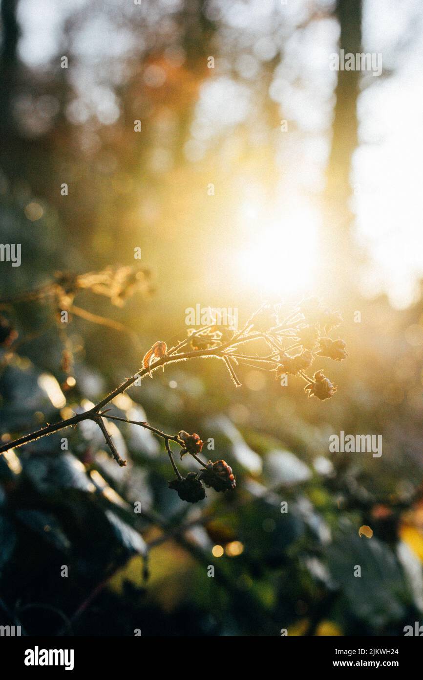 Sunlight through plant hi-res stock photography and images - Alamy